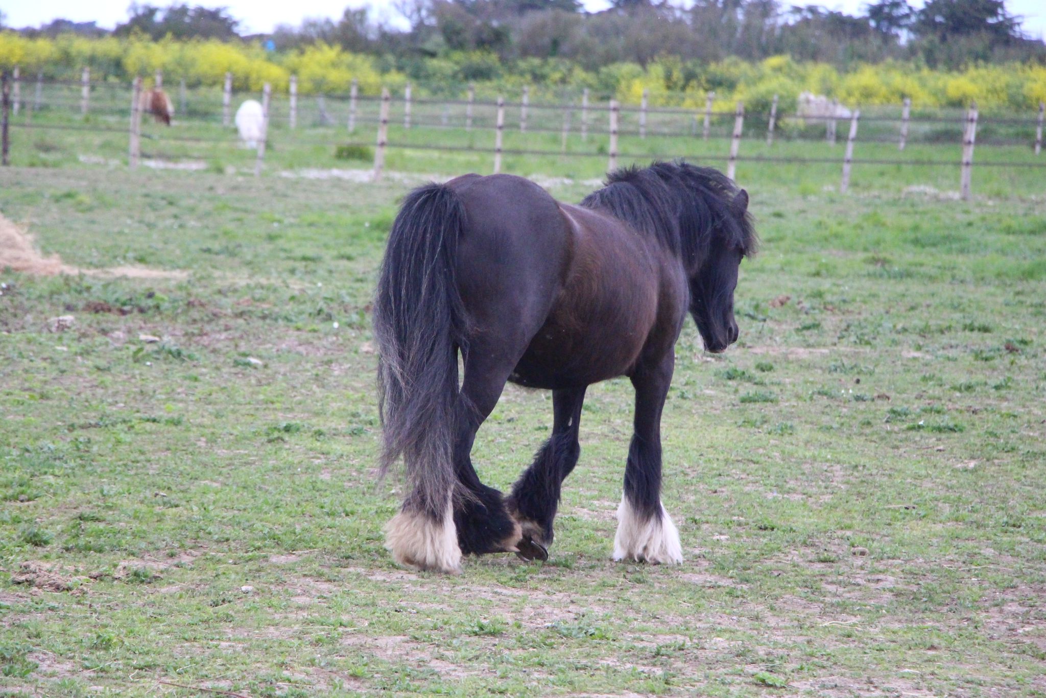 Arrivée de 4 poneys Irlandais pour les grands! - Les Petites Ecuries de ...